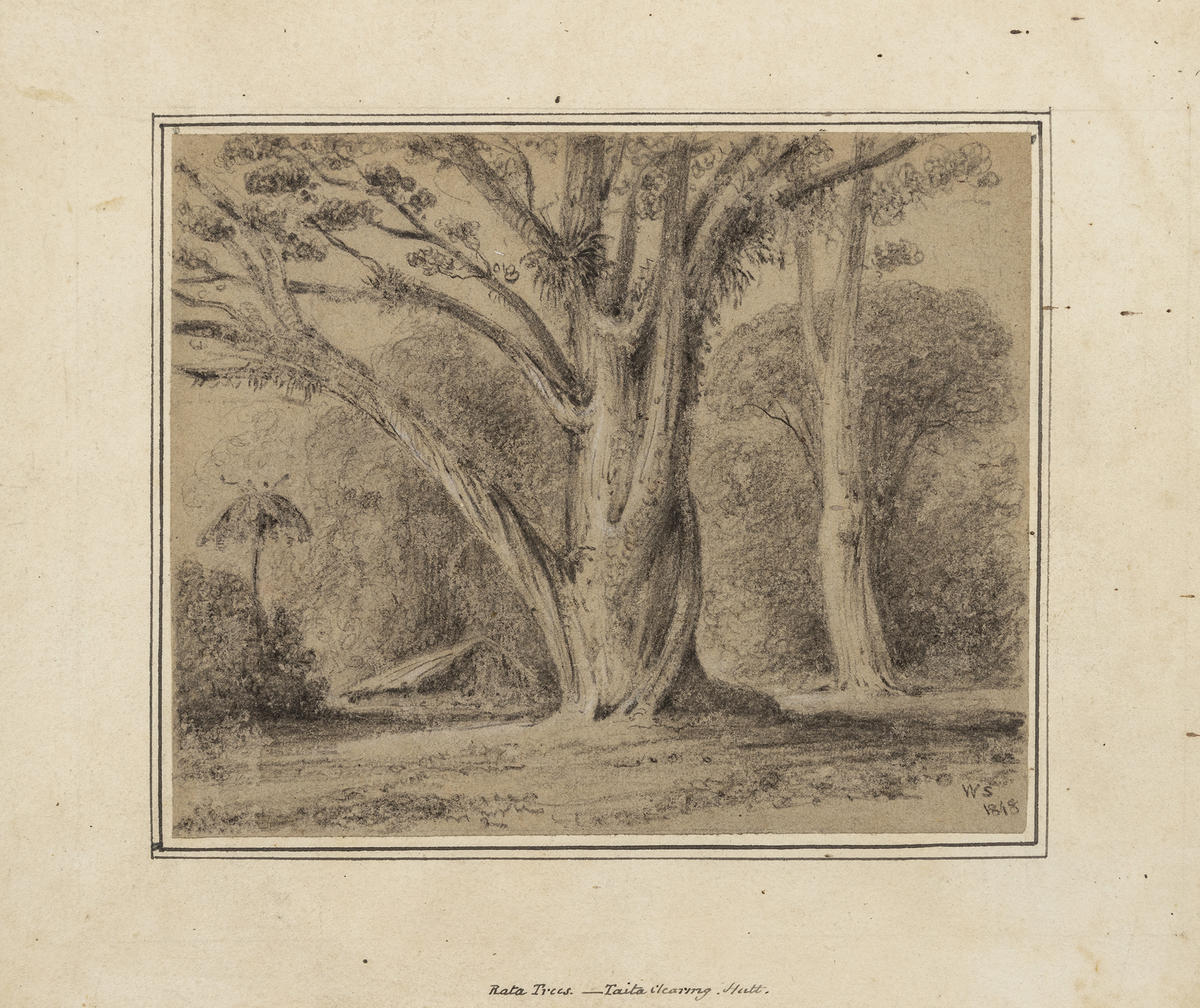 Rata Trees - Taita Clearing Hutt - The Dowse Art Museum